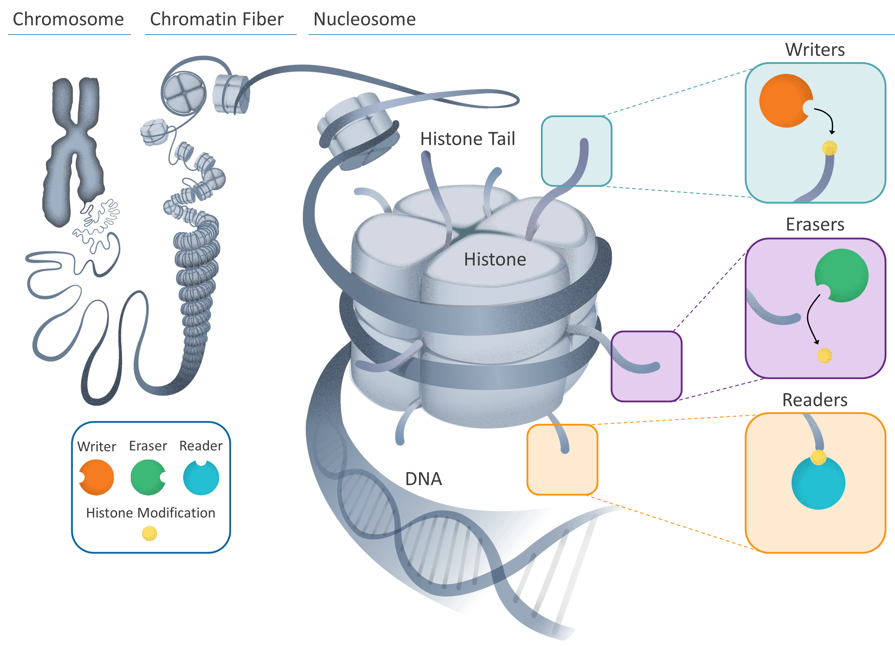 Epigenetics - Resverlogix Corp.